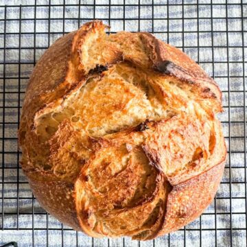 What Does Mold on Sourdough Starter Look Like? - Stretch and Folds