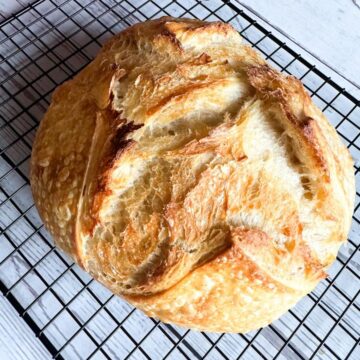 What Does Mold on Sourdough Starter Look Like? - Stretch and Folds